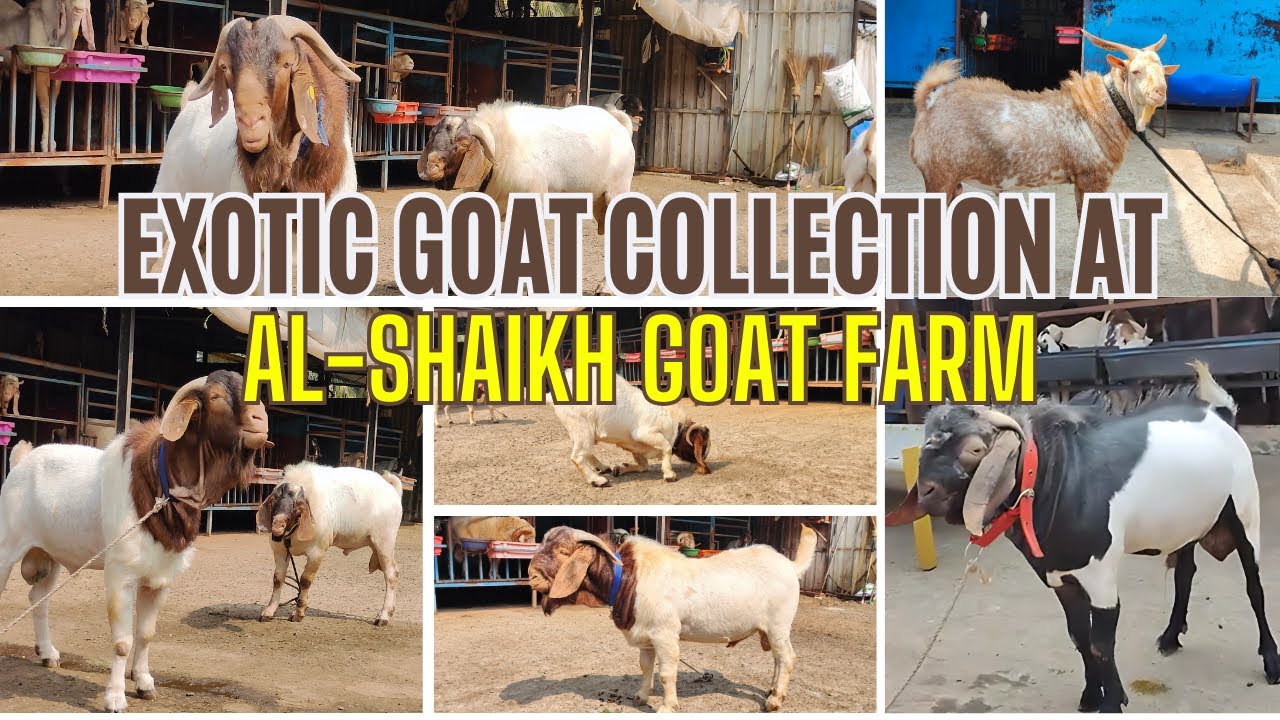 Exotic Goat Collection | Boer Goats and Barbara Goats | at Al Shaikh ...