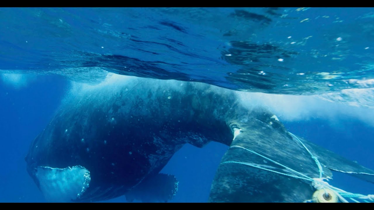 Cleaning Up the Ocean and Keeping Whales Safe - YouTube