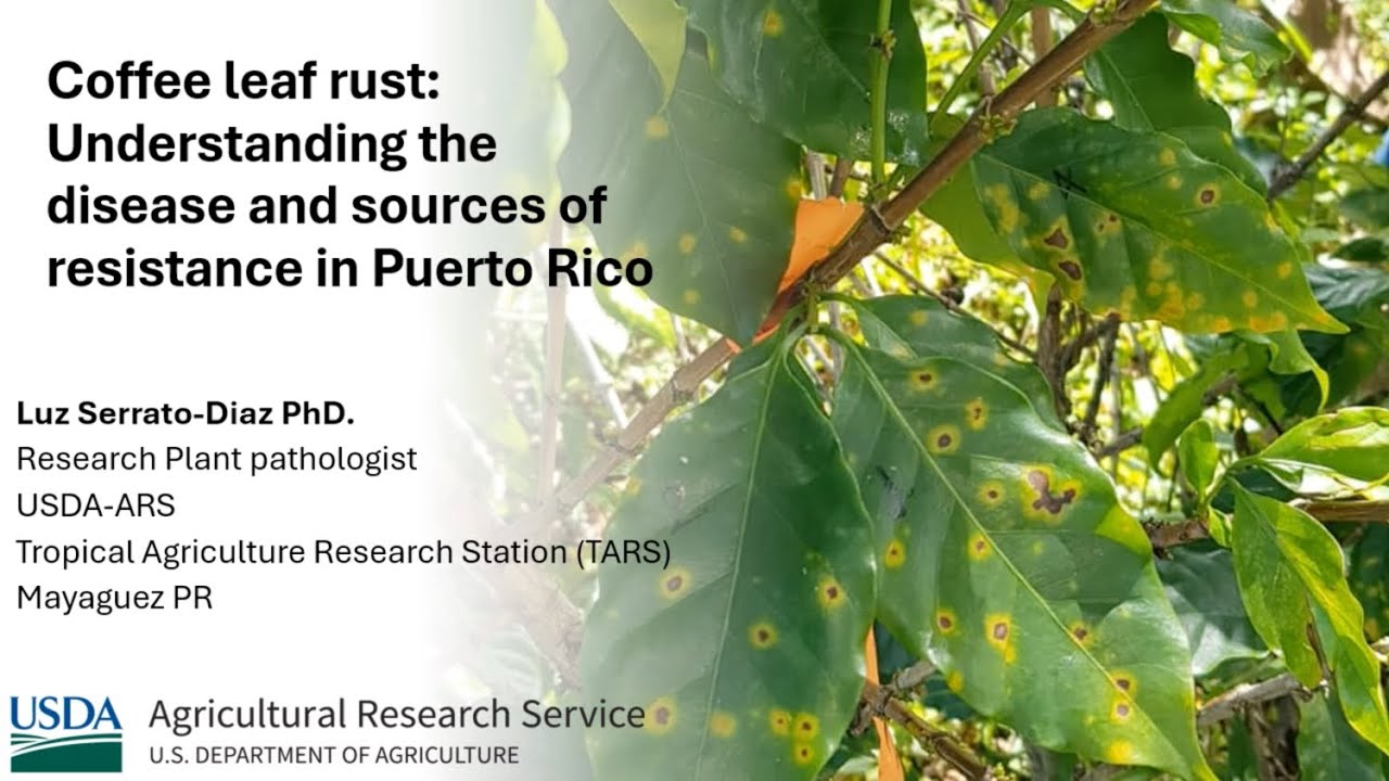Coffee Leaf Rust: Understanding the Disease and Sources of Resistance ...