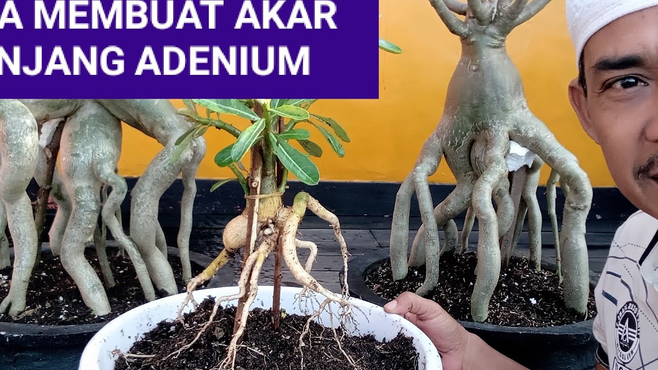 CARA MEMBUAT AKAR-AKAR PANJANG ADENIUM/Rosa do deserto, Bonsai - YouTube