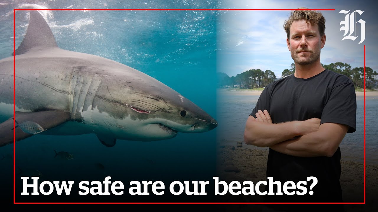 How to stay safe around sharks this summer | nzherald.co.nz - YouTube