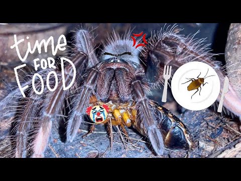 Feeding GOLIATH BIRD EATERS in THE DARK !!! 😈 - YouTube