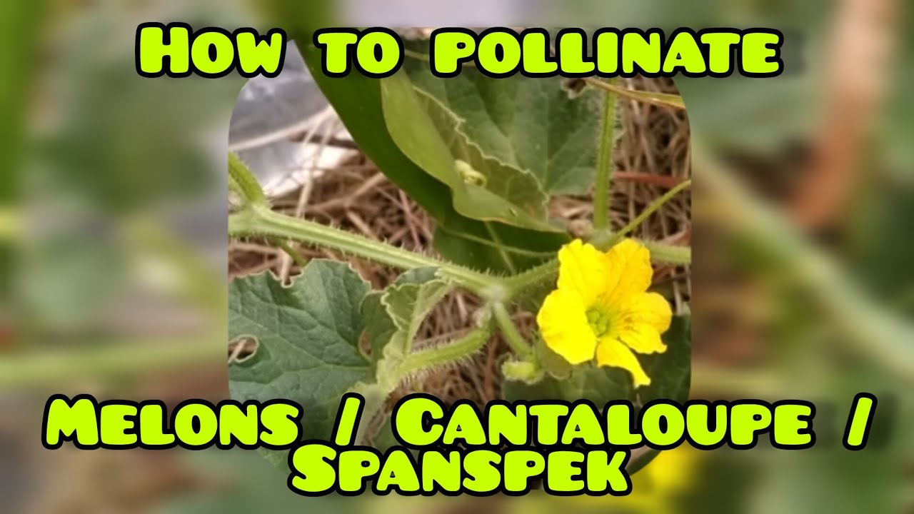 🍈 MELON hand POLLINATION 🍈 - YouTube