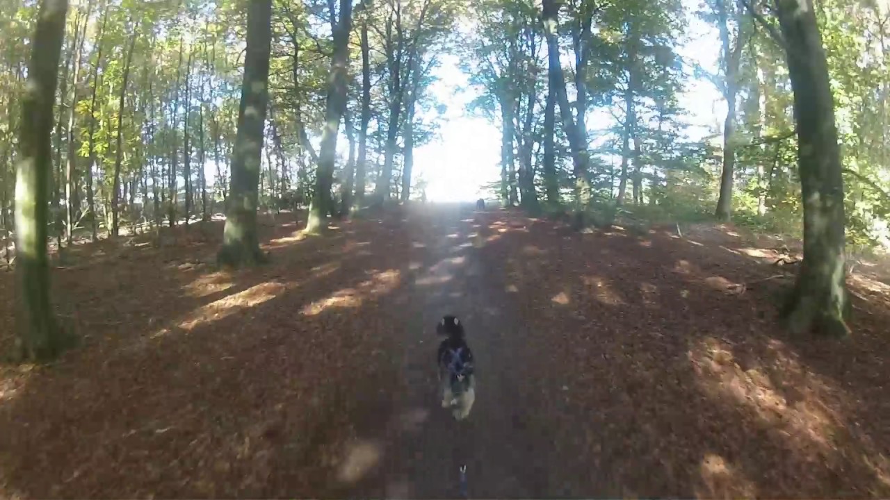 2016 Kempentrail Angelique met Nelson step 1 - YouTube