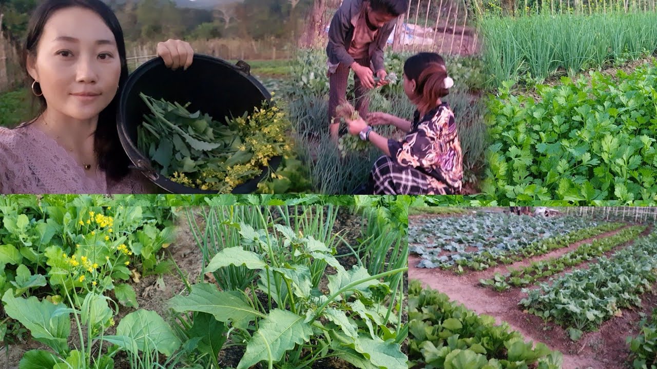 zaub tawg paj daj vog zaub iab kuj mos dog zaub txwb zoo tuav kua txob ...