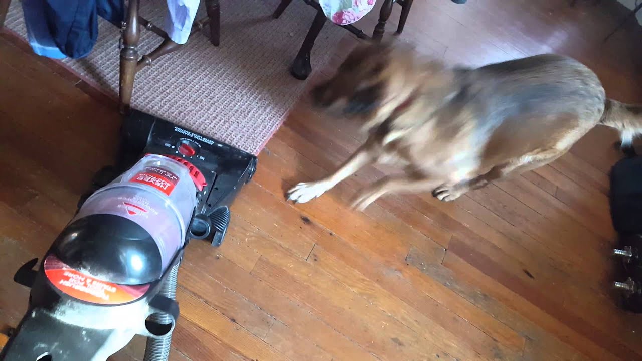 Dog defending bone from vaccuum! - YouTube