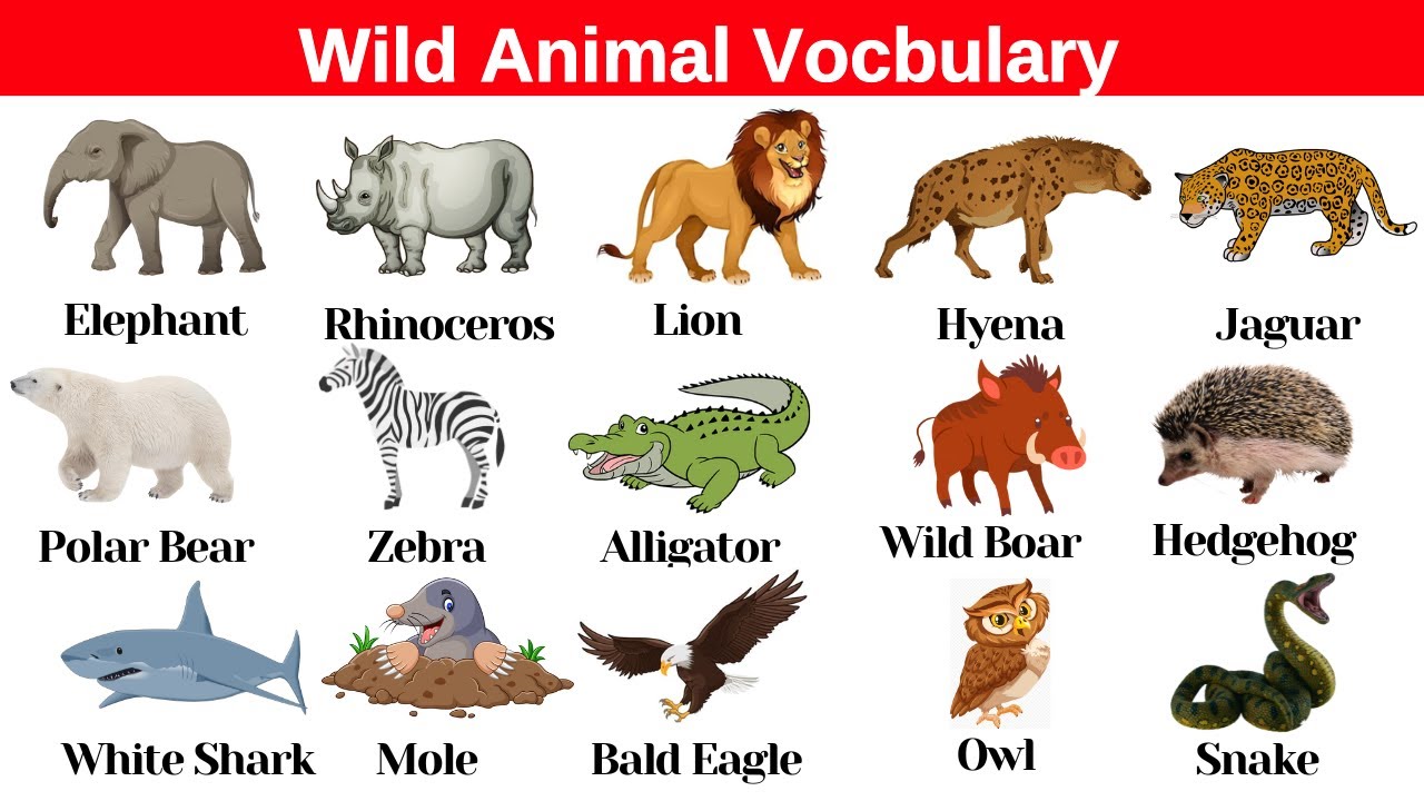 Lesson 45: Learn Wild animals - YouTube