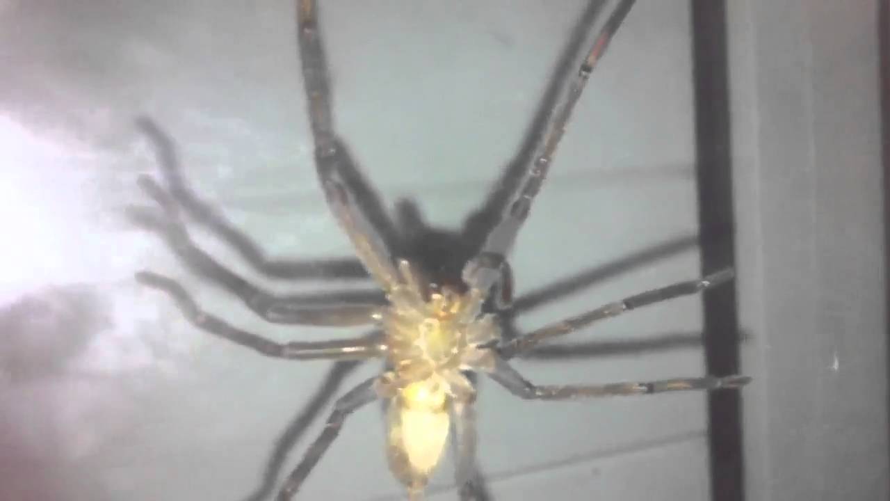 L'ascension du Babouk - YouTube