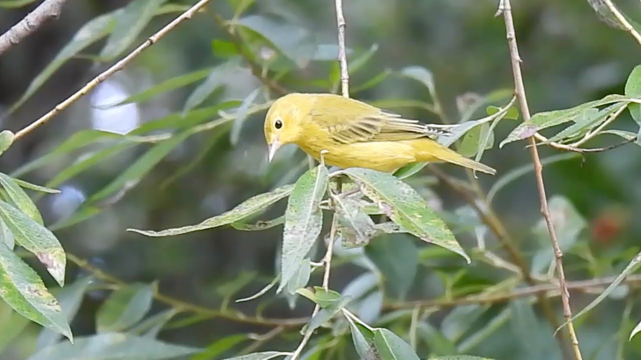 Migrating Warblers Feeding Frantically - YouTube