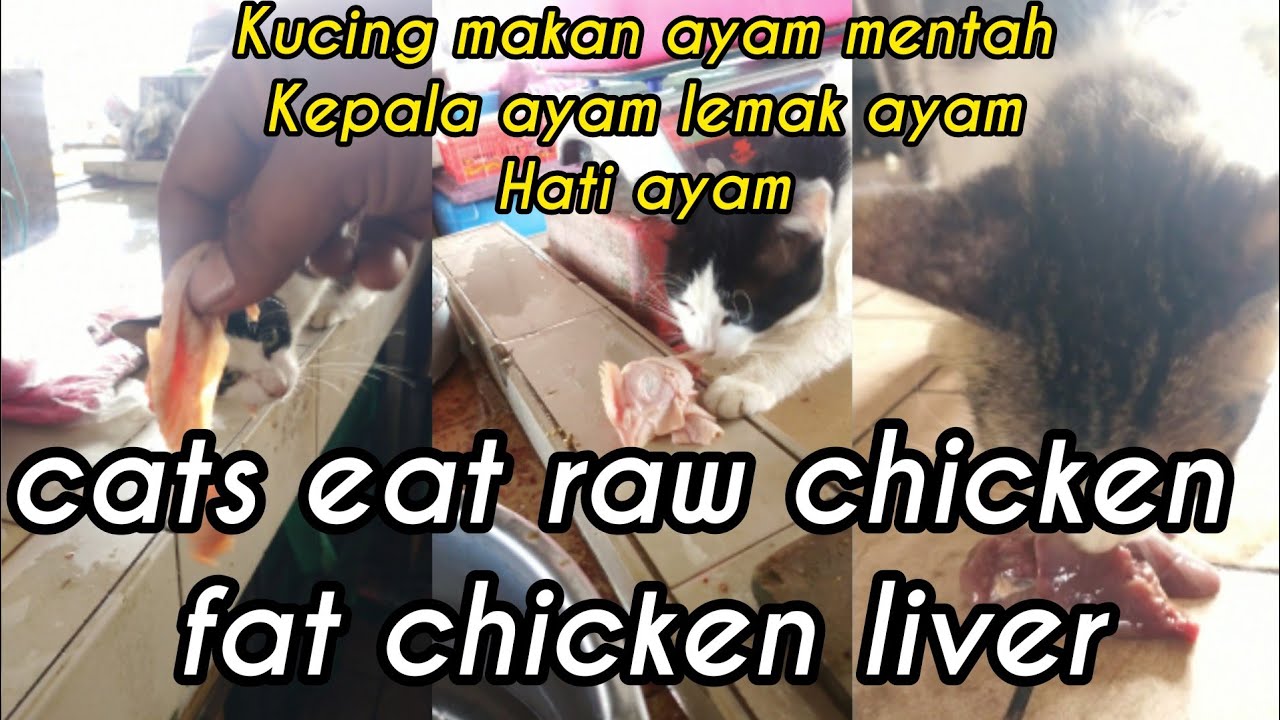 cats eat raw chicken fat chicken liver#kucing - YouTube