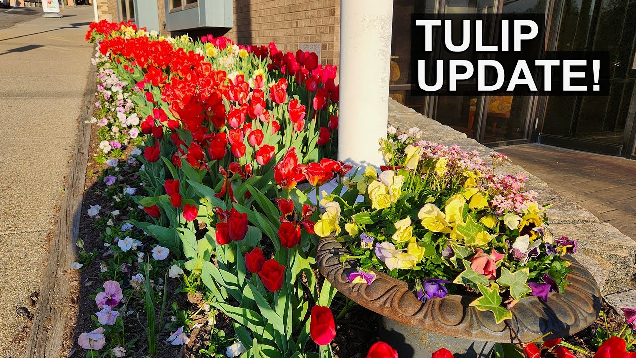 See Our Stunning Tulip Display Update! 🌷 - YouTube
