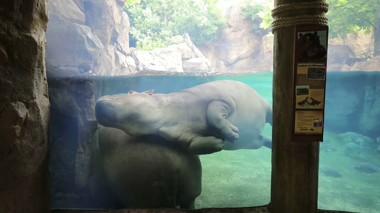 Hippo Fiona trying to get comfortable - Cincinnati Zoo - YouTube