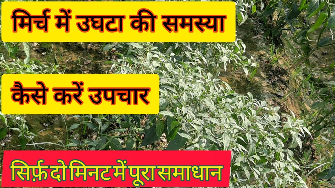 मिर्च में उघटा की समस्या और रोकथाम !! How do you control Fusarium wilt ...