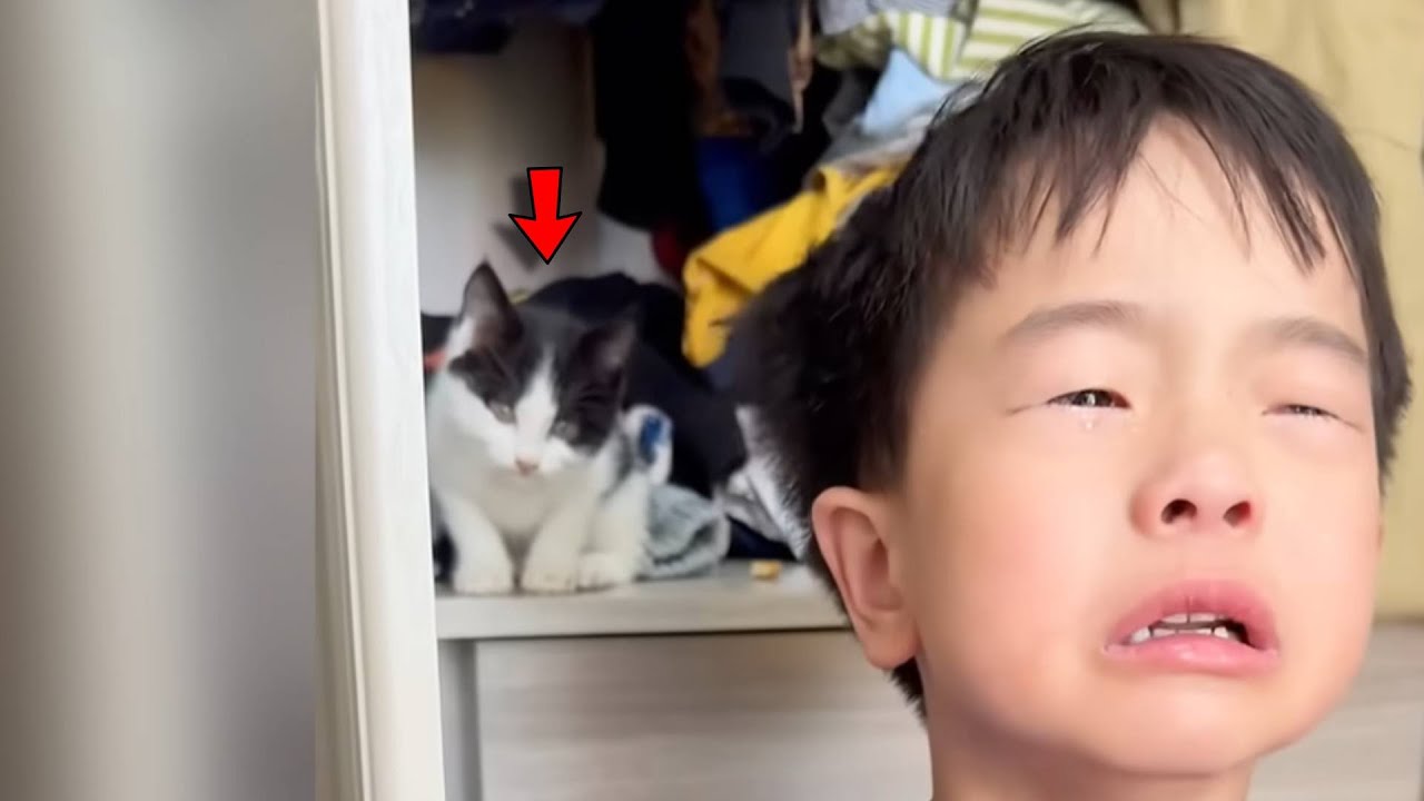 4 Year Old Boy Hid Stray Cat in Closet and Cried When Discovered,Begging His Mother to Keep Him ...
