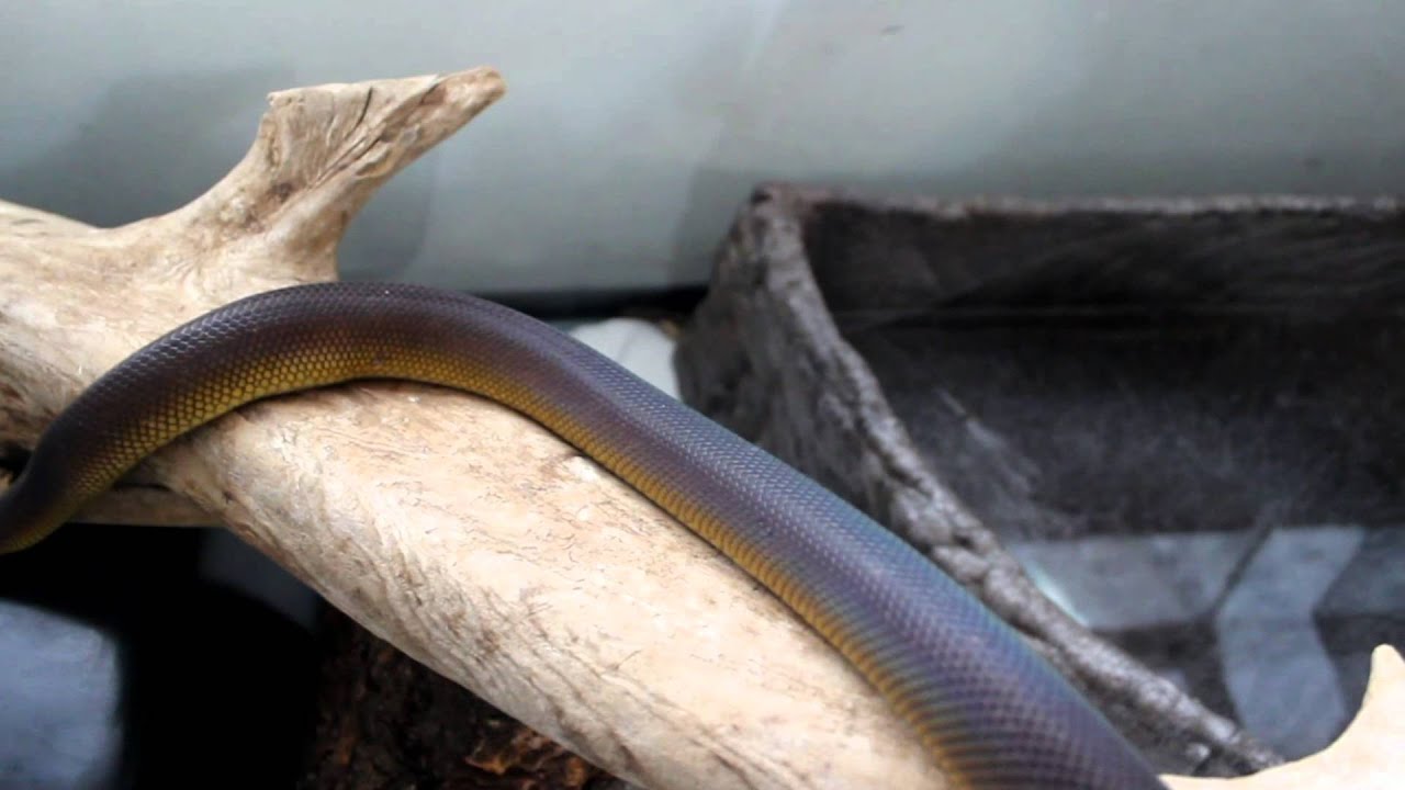 New(ish) Female White Lip Python - YouTube