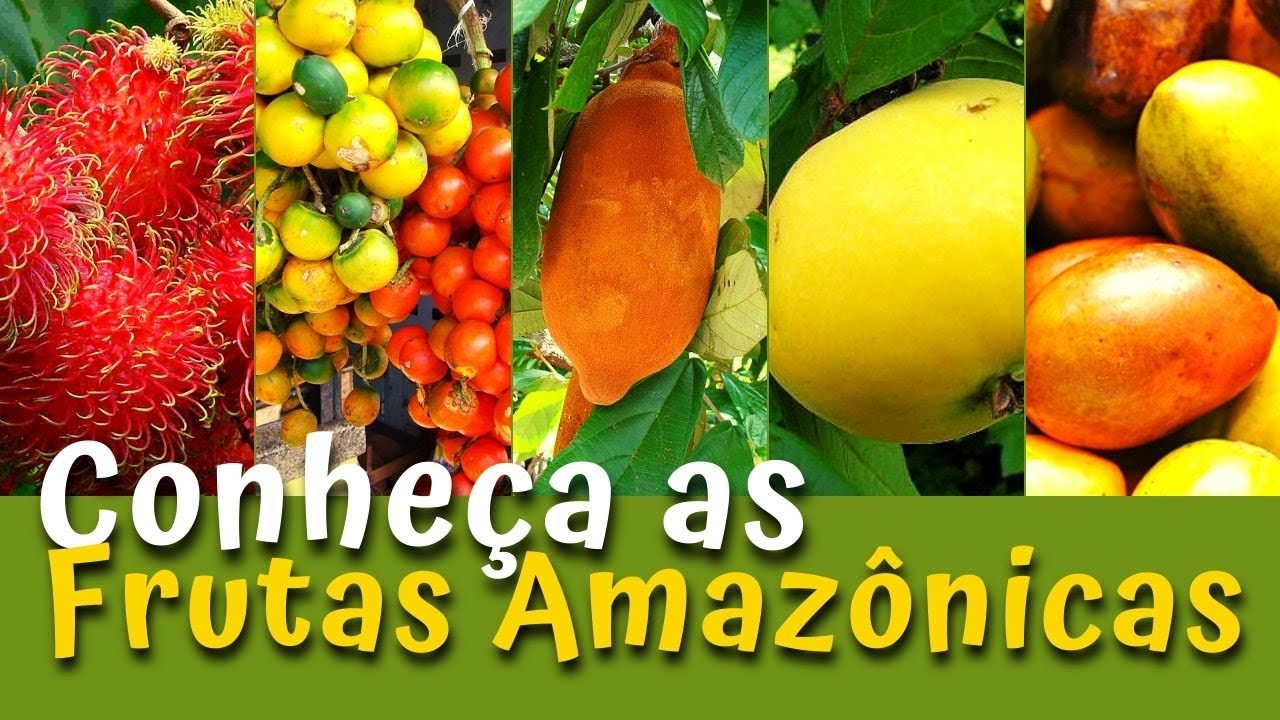 Frutas Exóticas do Amazonas I Conheça Algumas Frutas Típicas da Região ...