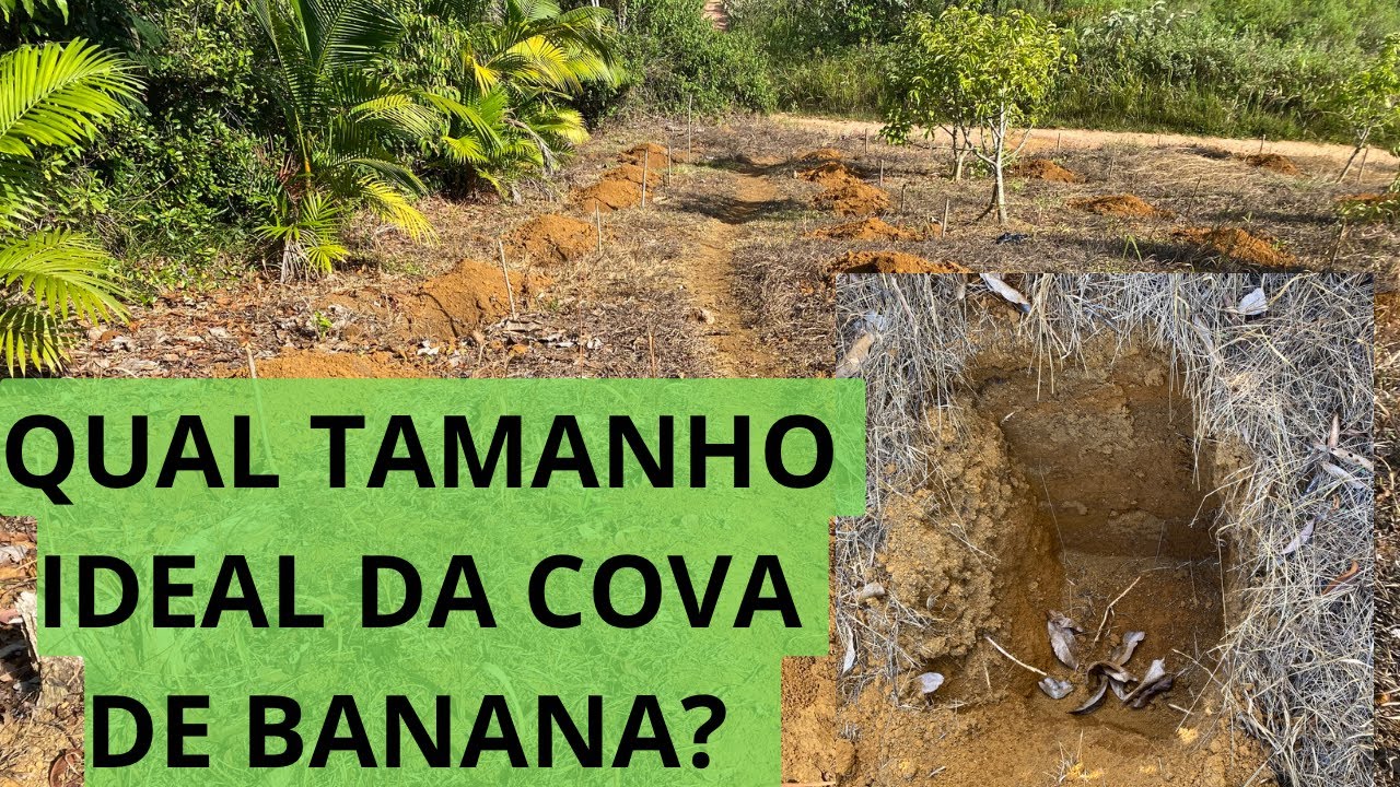 PLANTIO DE BANANA | QUAL TAMANHO DA COVA DE BANANA | DICA DE ADUBAÇÃO ...