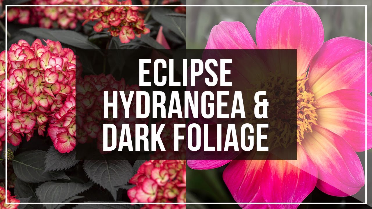 Eclipse Hydrangeas and Dark Foliage Plants at Bauman's - YouTube