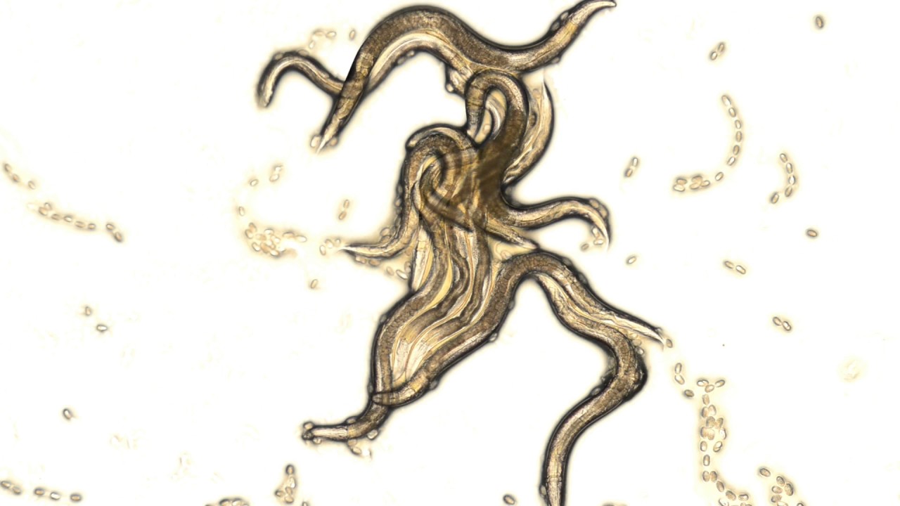 NEMATODE AGAR PLATE CULTURE - YouTube