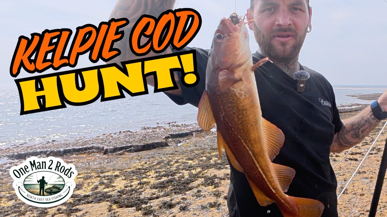 Catching Summer Cod At Beadnell | North East Sea Fishing - YouTube