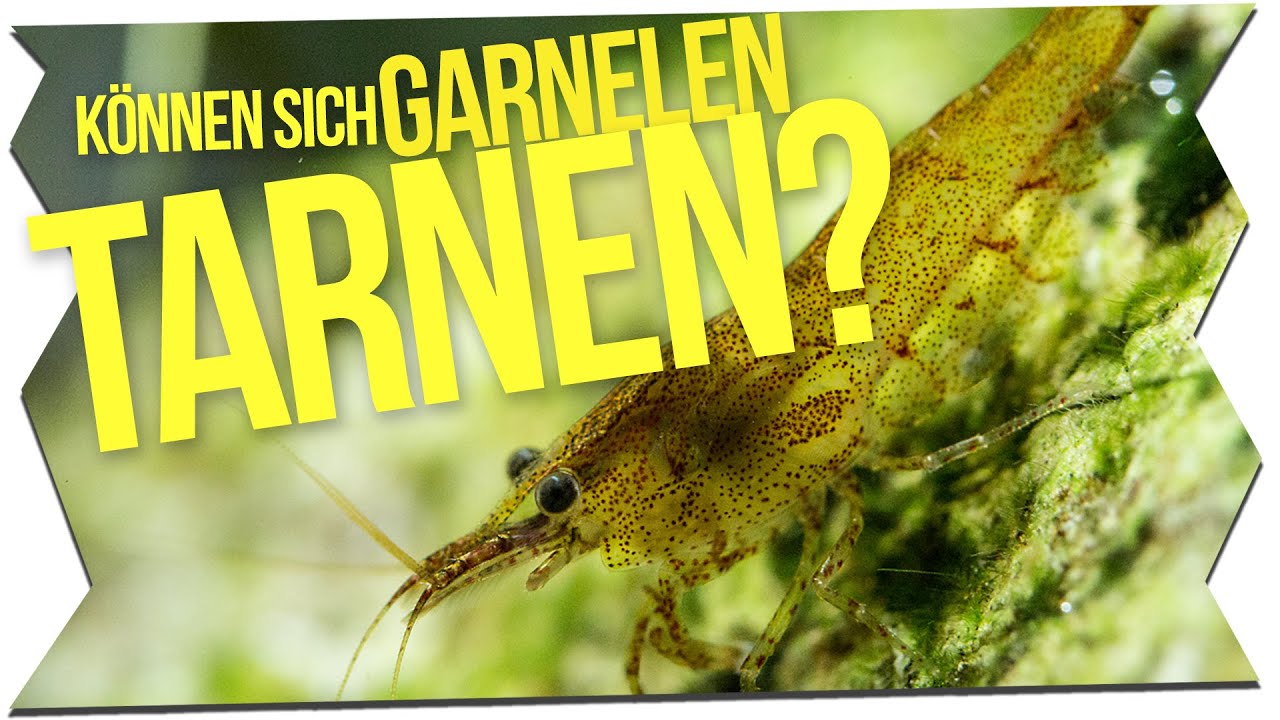 Hauten Sich Garnelen