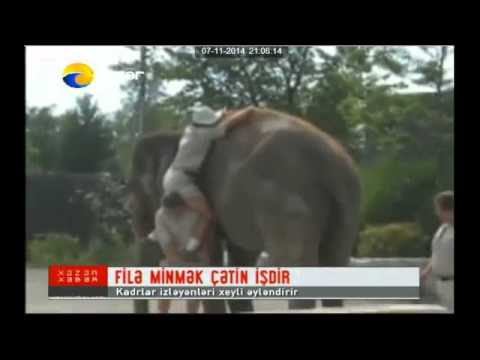 FIL BUNUN GOZE'RINE ESSEK GORSENIB DEYESEN
