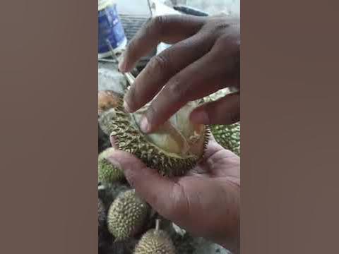 DURIAN LOKAL KECIL SOAL RASA BOLEH DI ADU - YouTube