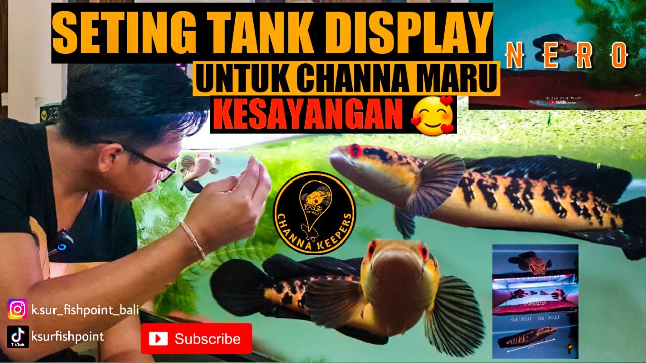 REVIEW SETINGAN TANK SEDERHANA UNTUK DISPLAY IKAN CHANNA MARU ️MUDAH ...