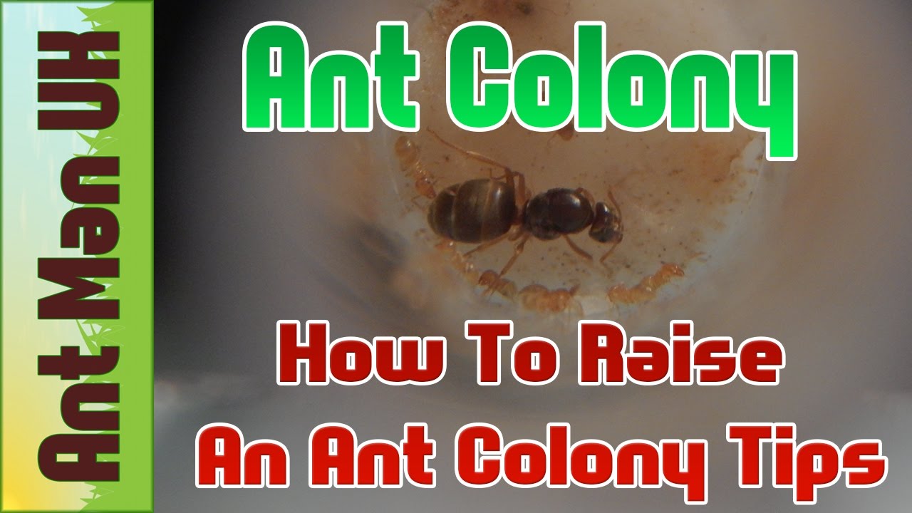 Ant Colony Tips - How to Successfully Raise an Ant Colony - YouTube