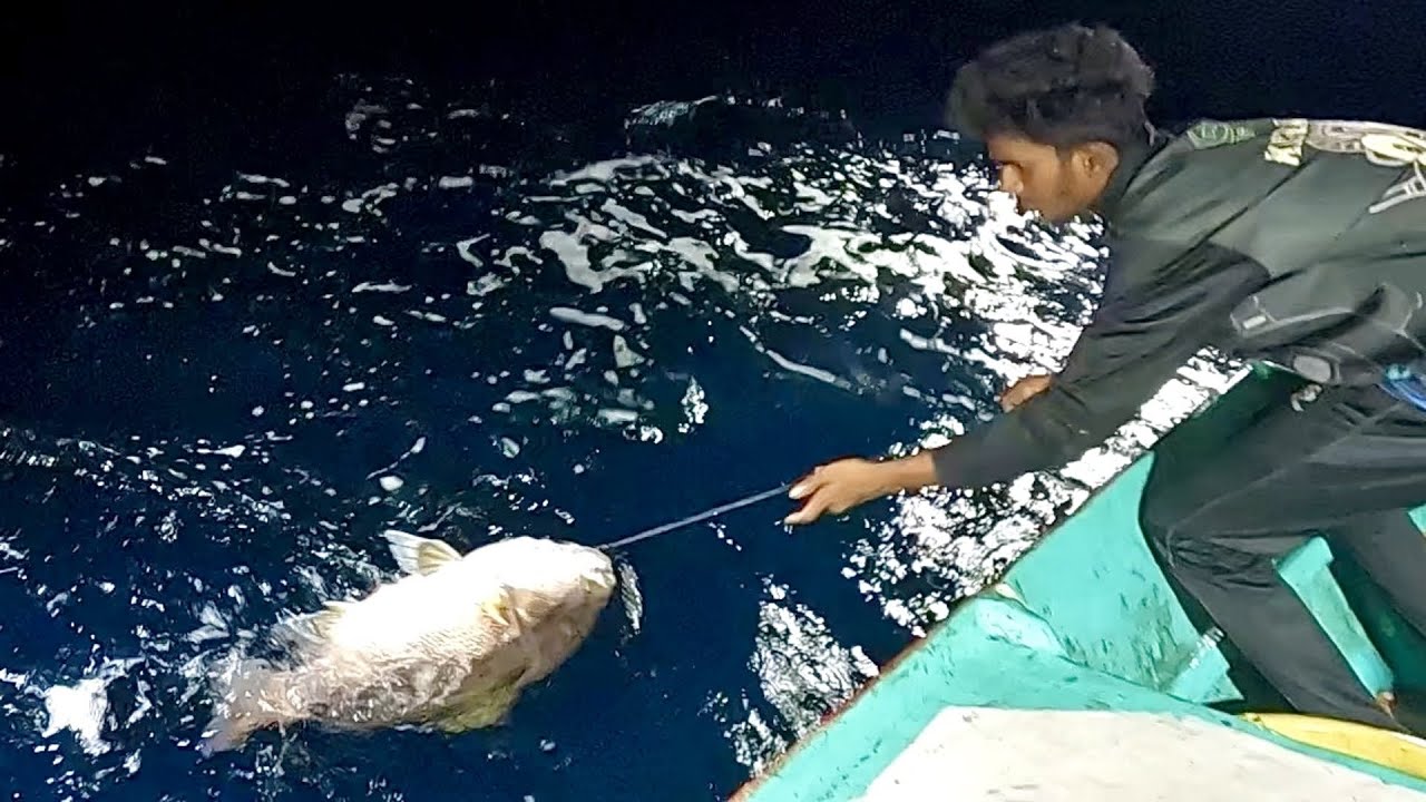 Catching Manta Ray Fish, Mangrove Jack & Blubberlip Snapper in the Sea ...