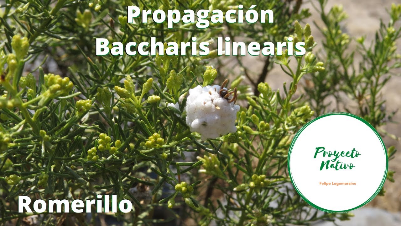 Proyecto Nativo, Propagación romerillo (Baccharis linearis) - YouTube