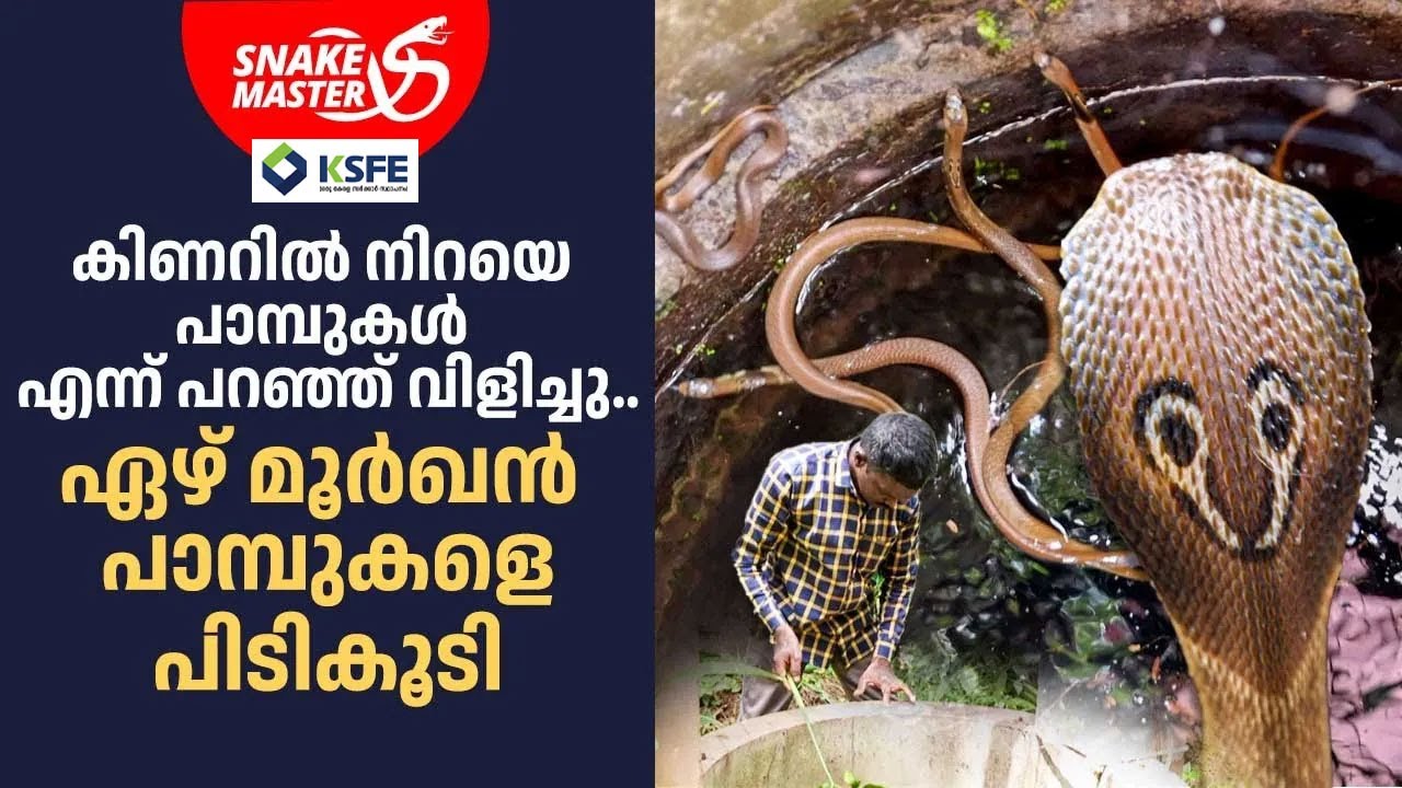 കിണറിൽ നിന്ന് ഏഴ് മൂർഖൻ പാമ്പുകളെ പിടികൂടി | Vava Suresh | Snakemaster 1090 - YouTube