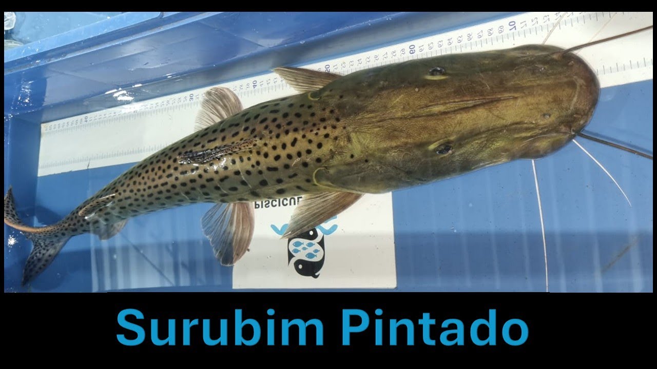 Peixes Nativos do Brasil! Pintado ou Surubim!! - YouTube