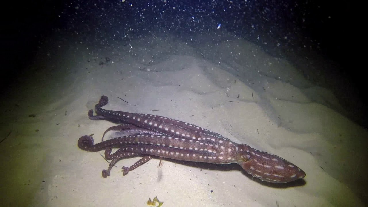 North Mole, Fremantle | February 2019 | Perth WA - YouTube