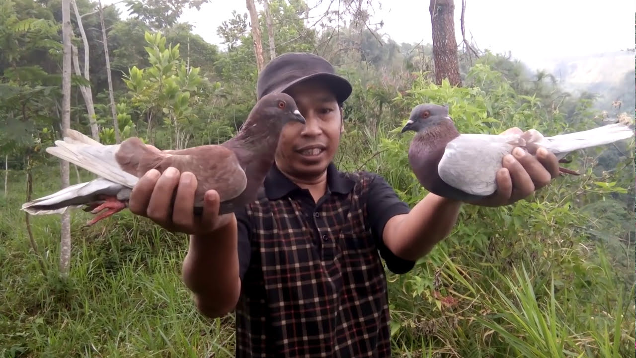 Merpati balap merapi - YouTube