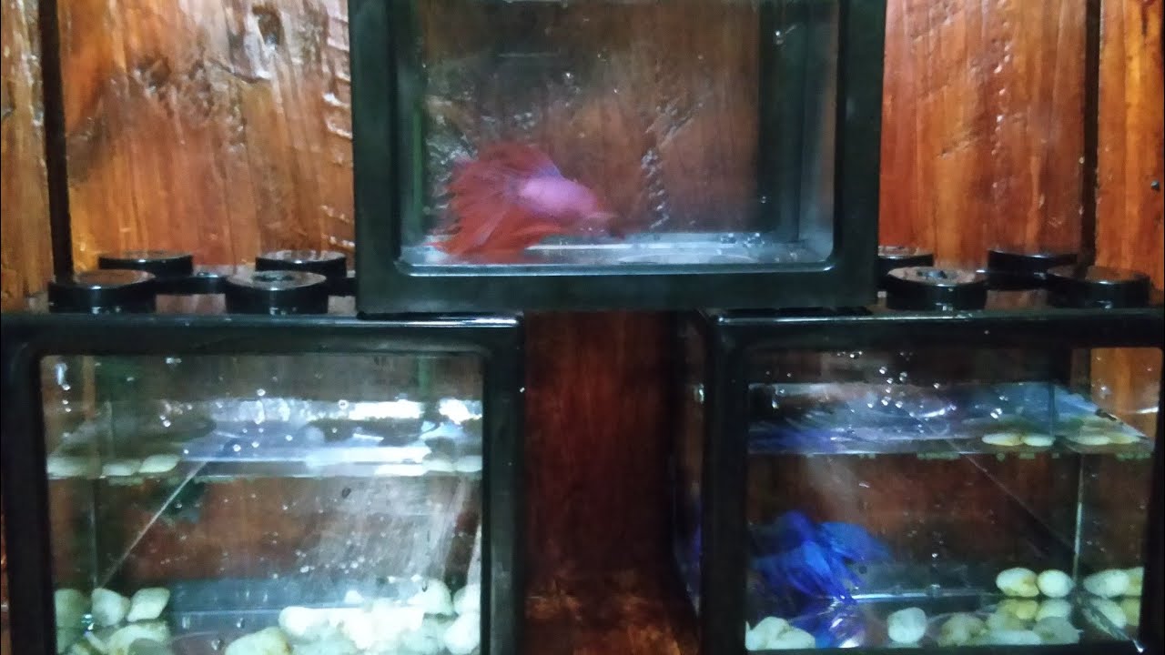 115/Videos Cartimar Fish Pet Shop #Greater ESTONG Loft - YouTube