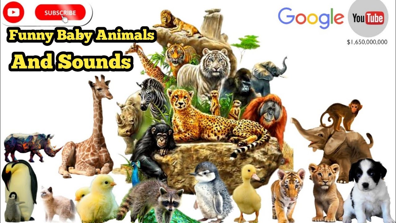 Cute Funny Baby Animals and Sounds - puppy, Tiger, Lion, Dear, Pig and ...