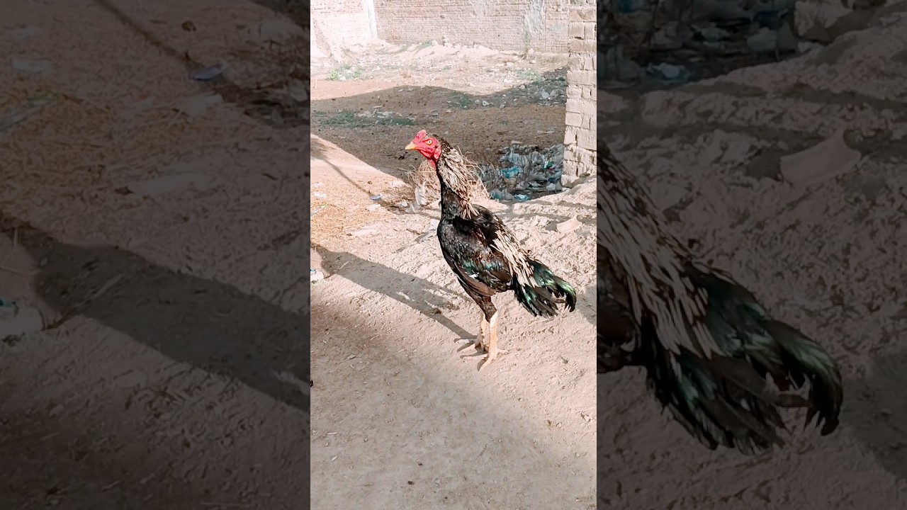 what a beautiful murga🐓.11 months age murga #mashallah - YouTube