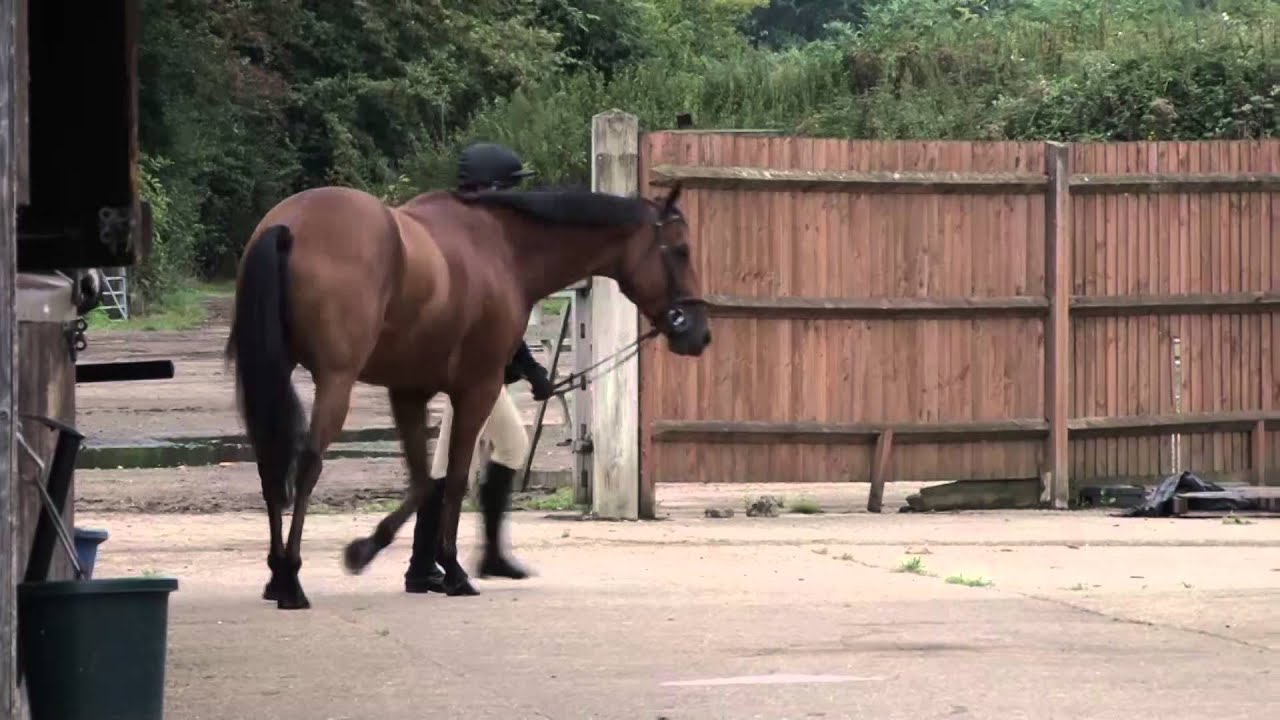 Trotting Up For Lameness - YouTube