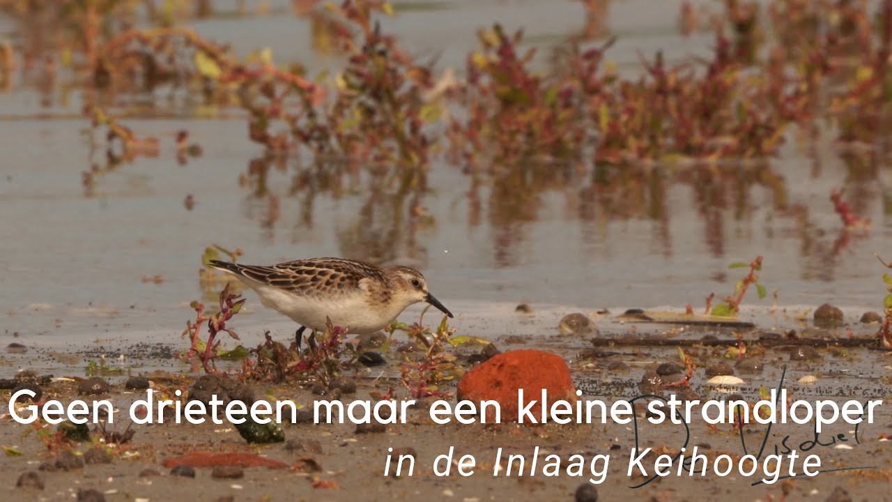 Geen drieteen maar een kleine strandloper #764 - YouTube