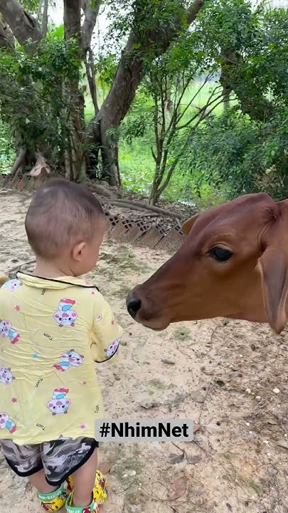 Sweet Moments: Cute Baby Bonds with a Friendly Cow| Em bé cho bò ăn # ...