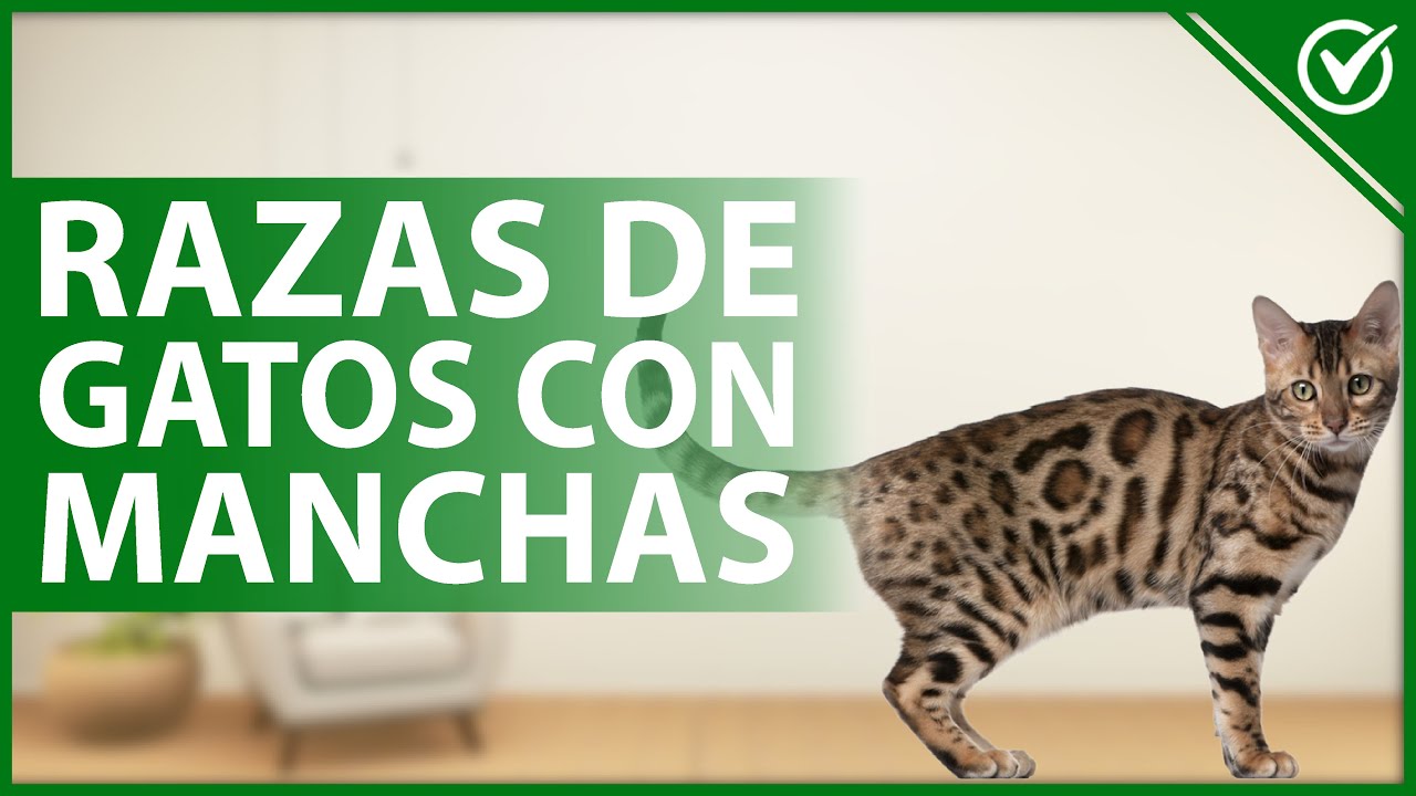 😽 RAZAS de GATOS con MANCHAS más comunes y todas sus características 🐈😽 ...