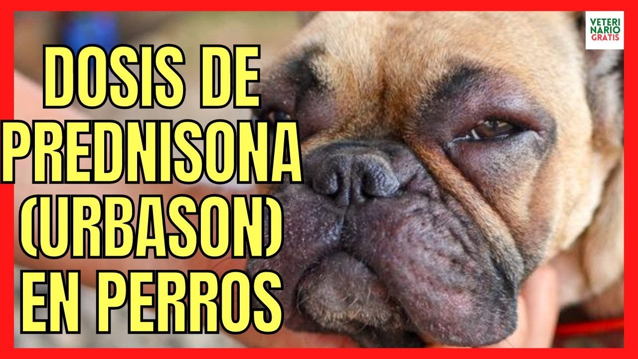 🔔 DOSIS DE PREDNISONA (URBASON) EN PERROS 🔔 CON DERMATITIS Y PICADURAS ...