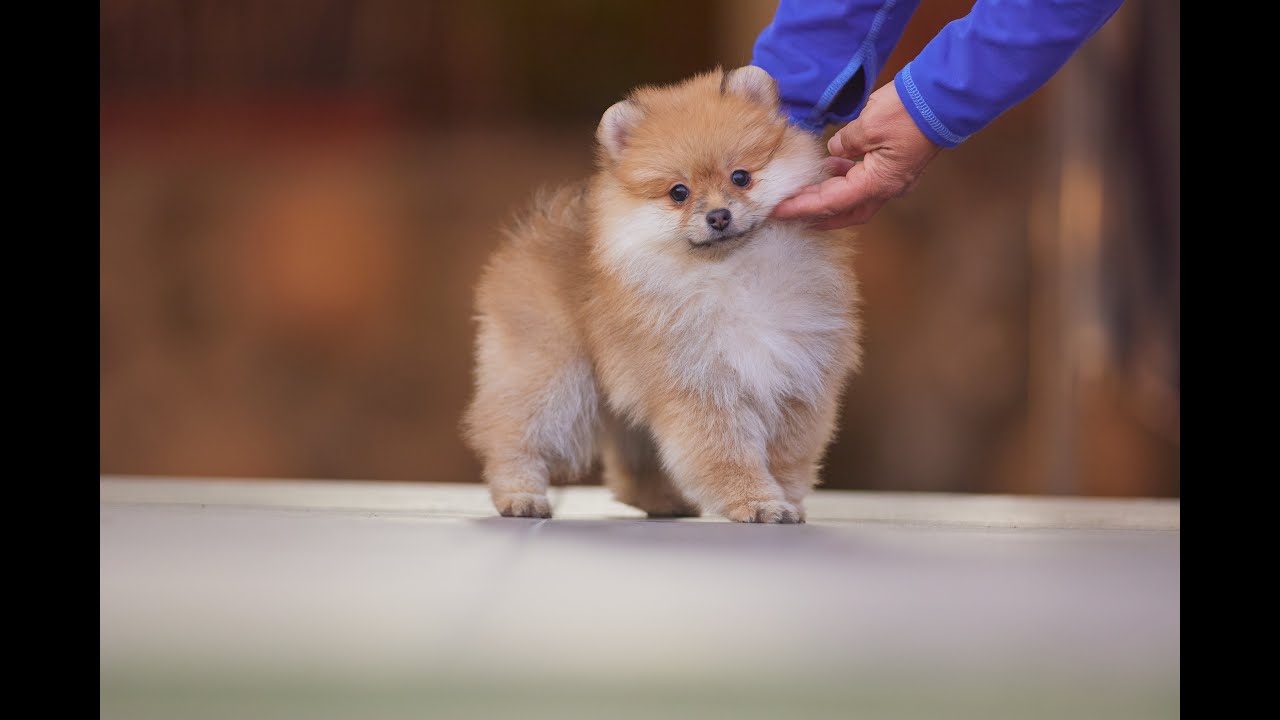 🐶💙 $18,000 macho naranja Spitz Aleman Chico ALX1501 - YouTube