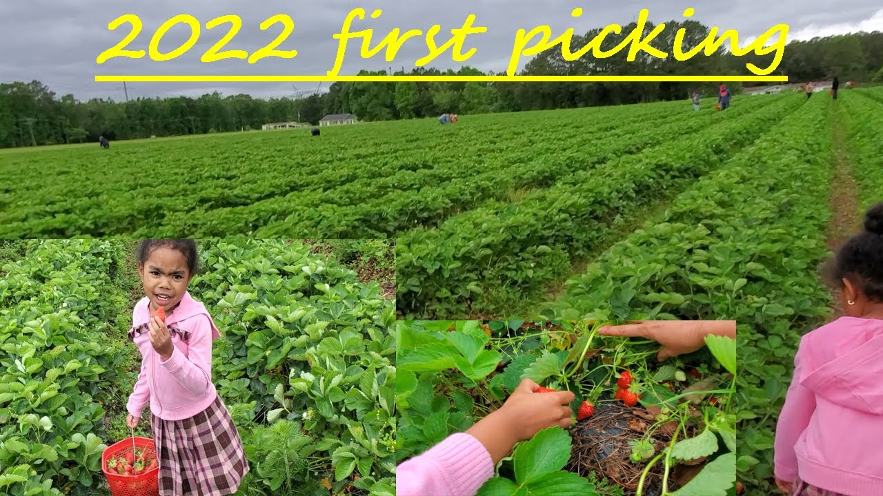 First picking of the year - YouTube