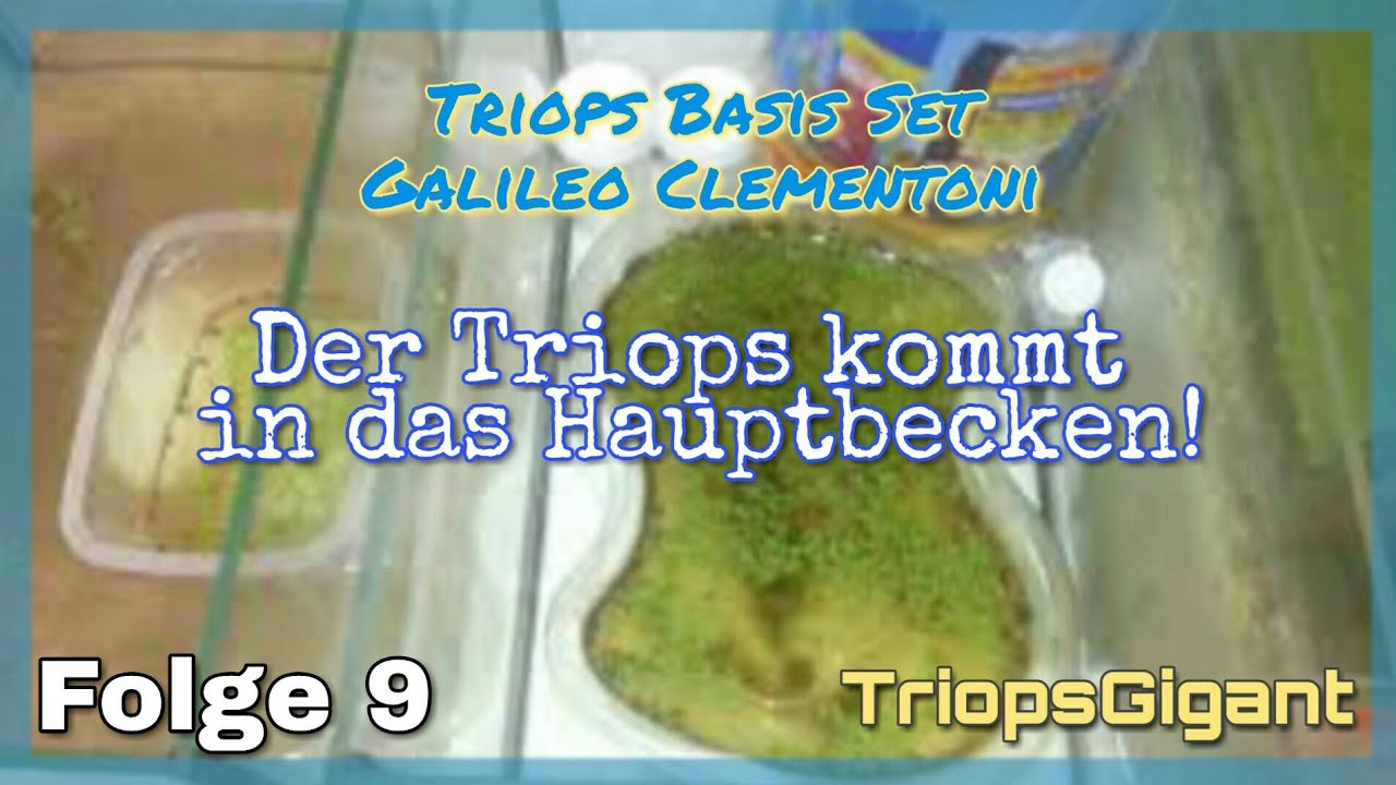 Der Triops kommt nun in das Hauptbecken! - Folge #9 | Triops Basis Set ...
