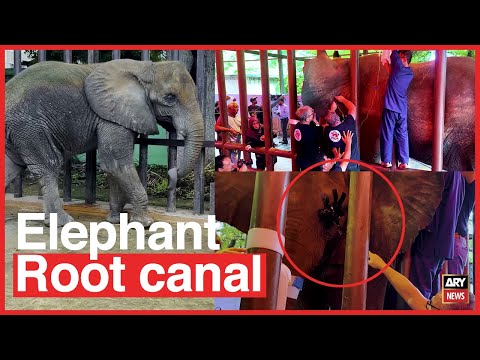 Pakistan's Madhubala elephant gets relief after years of dental pain