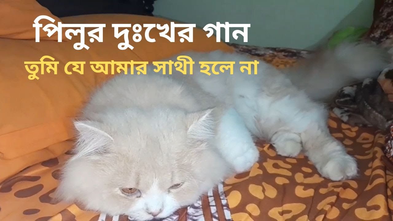 cat song I pilu song I (cute cat) - YouTube