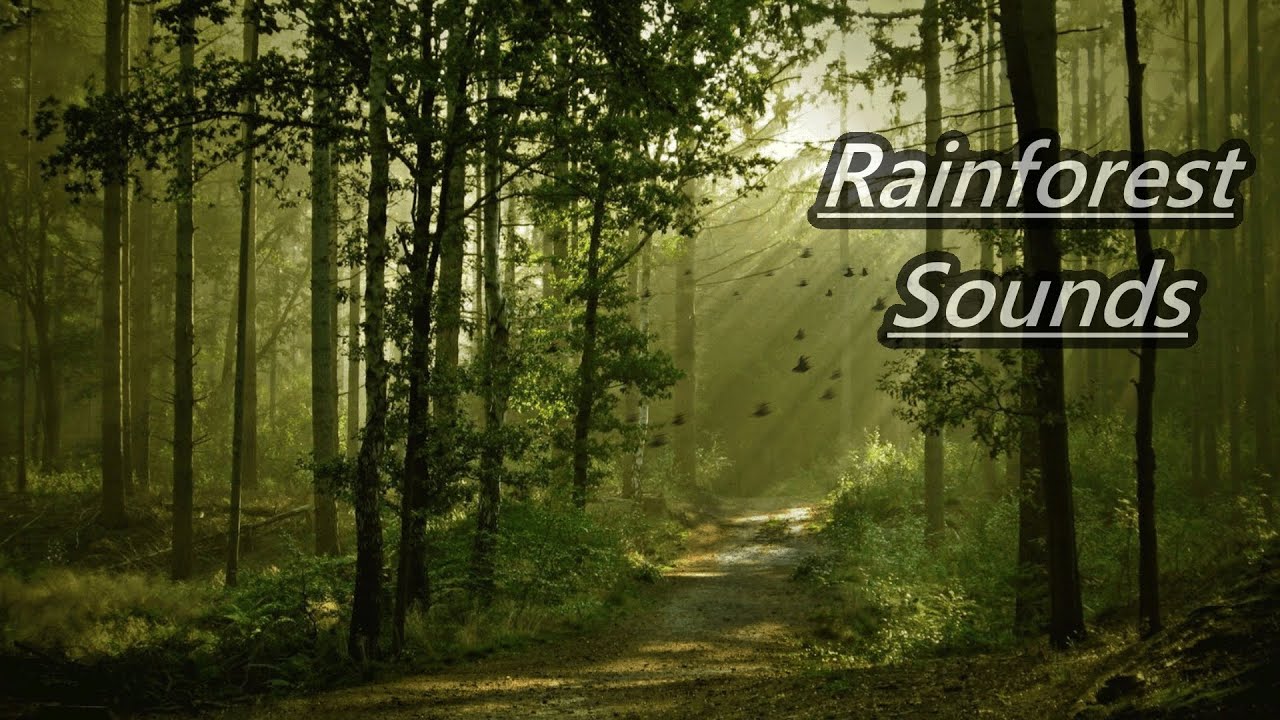 Rain Sound and Rainforest Animals Sound - Relaxing Sleep - YouTube