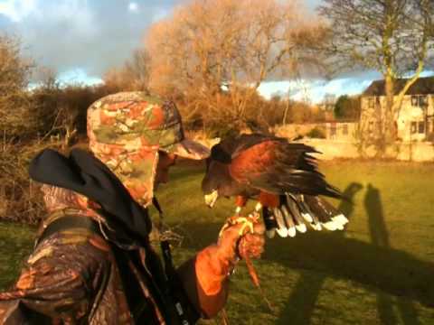 Harris hawk Training - YouTube